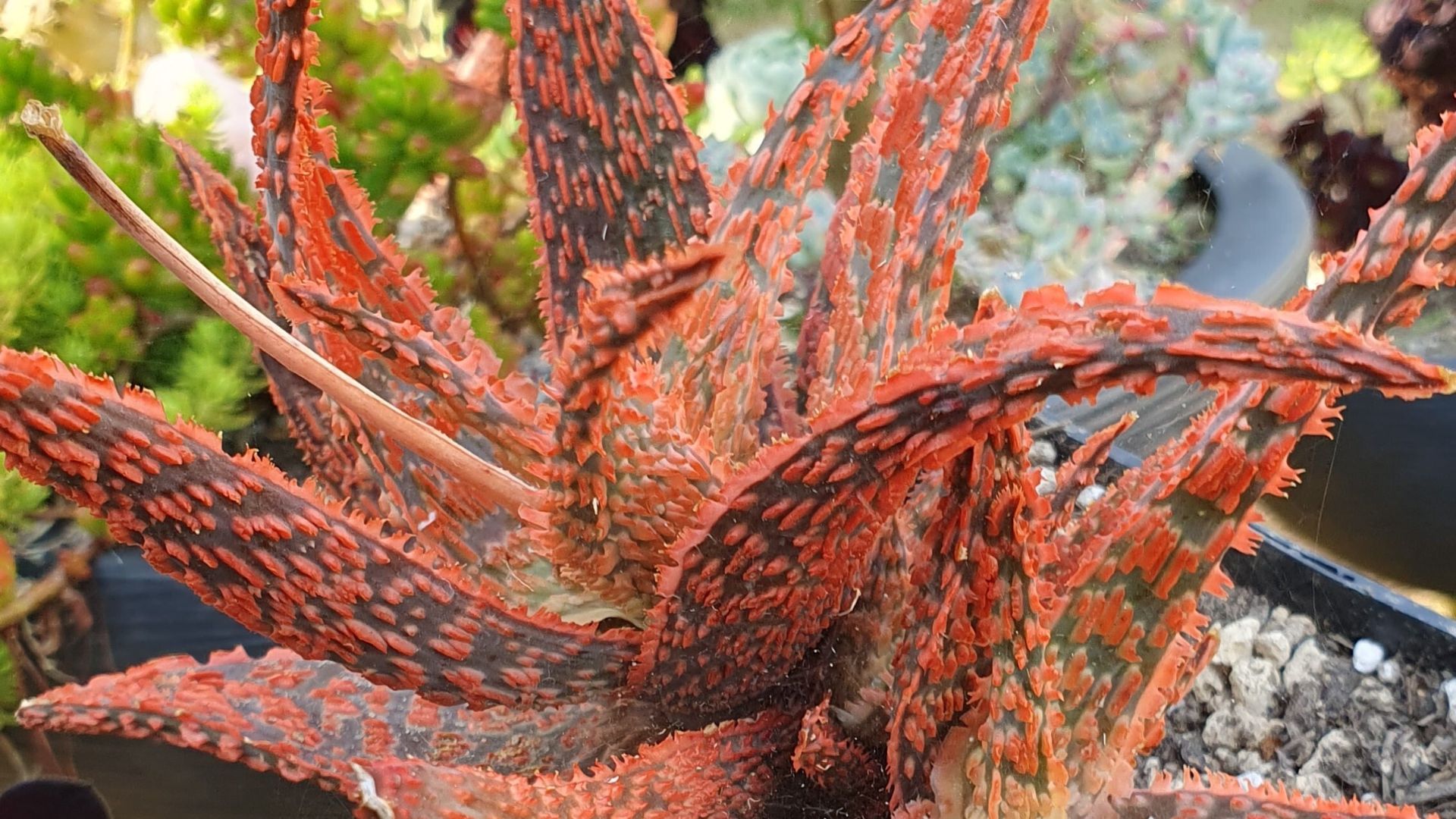 Aloe octopus Comoedia